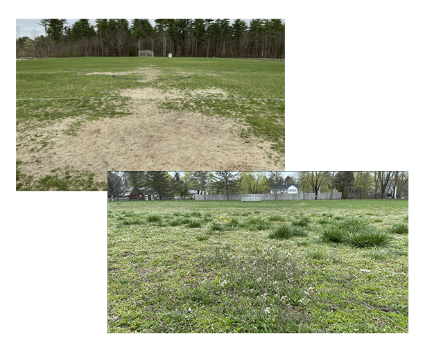 Why Not Grass: A Deeper Dive – Turf Up Masco